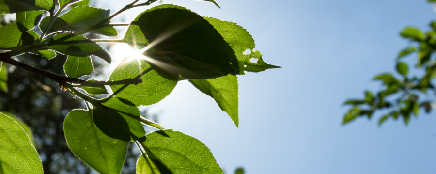 Local Certified Arborists – Extension Winnebago County